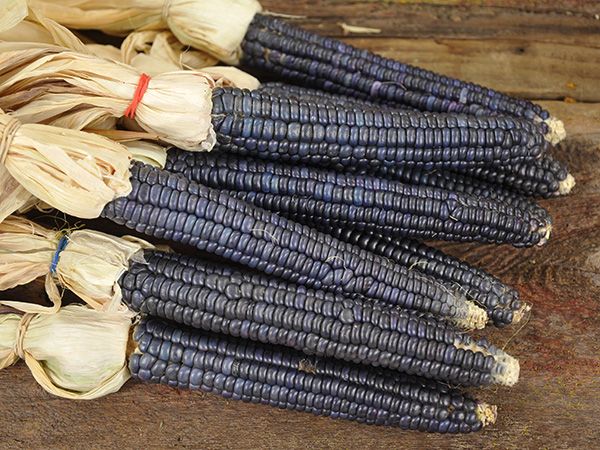 Papa's Blue Corn - Apocalypse Ministries